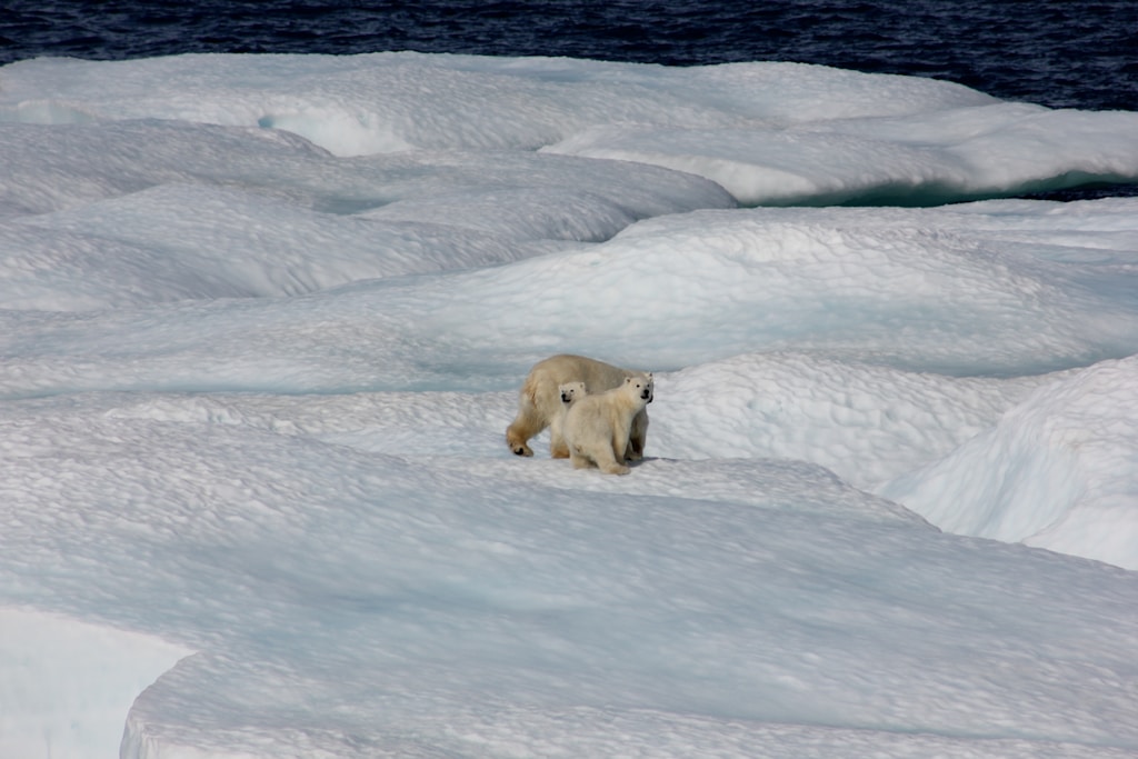 Say no to The Willow Project!! | Greenpeace Community Petitions